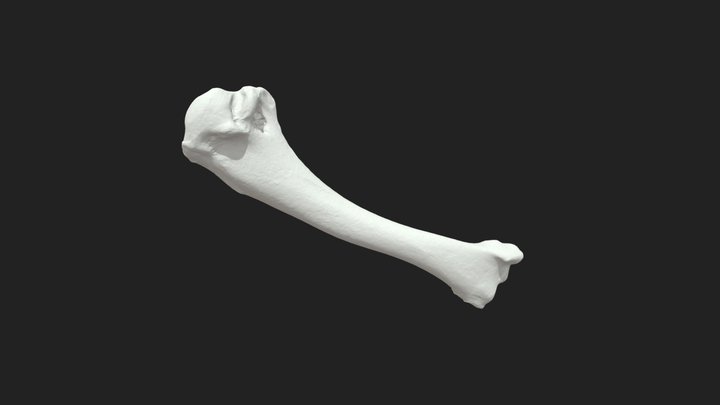 Oberarmbein 3D models - Sketchfab