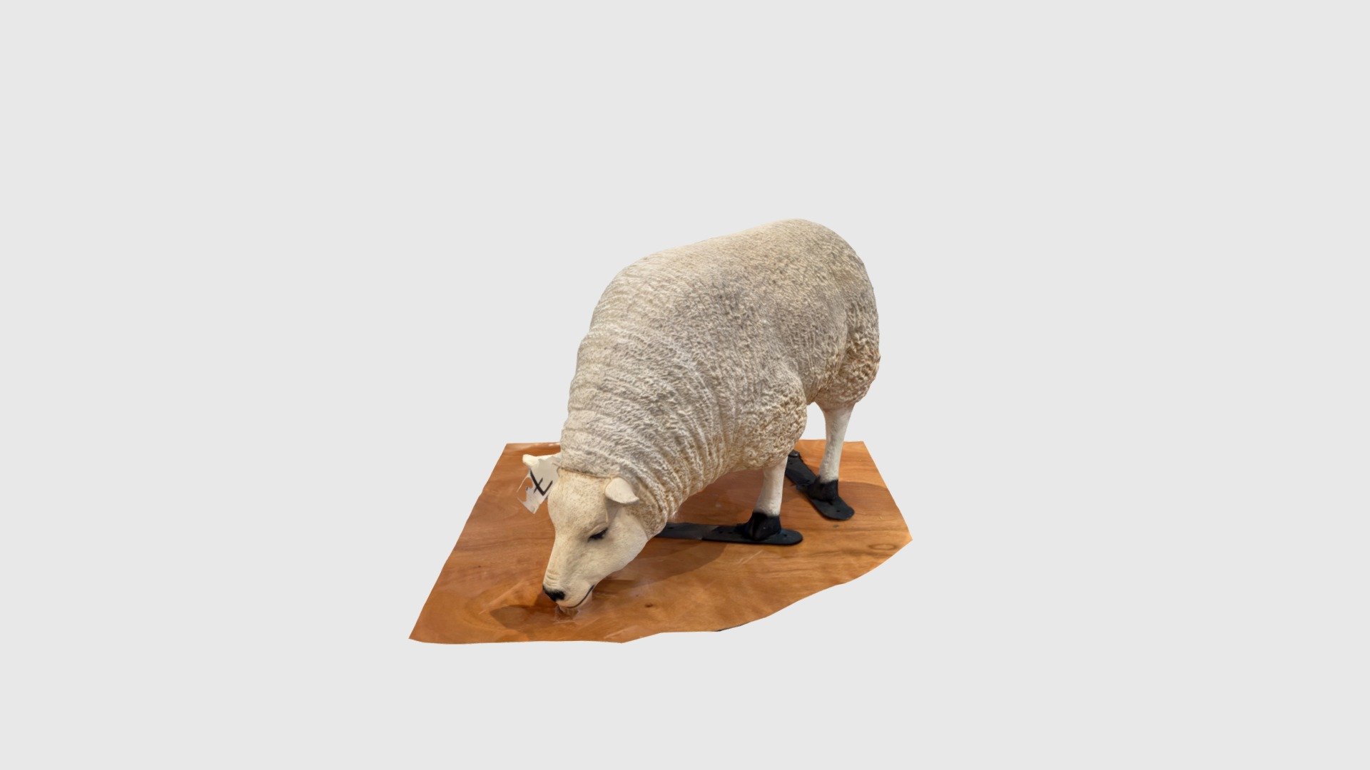 Sheep - Download Free 3D model by Hexhamtv [6cc5d4d] - Sketchfab