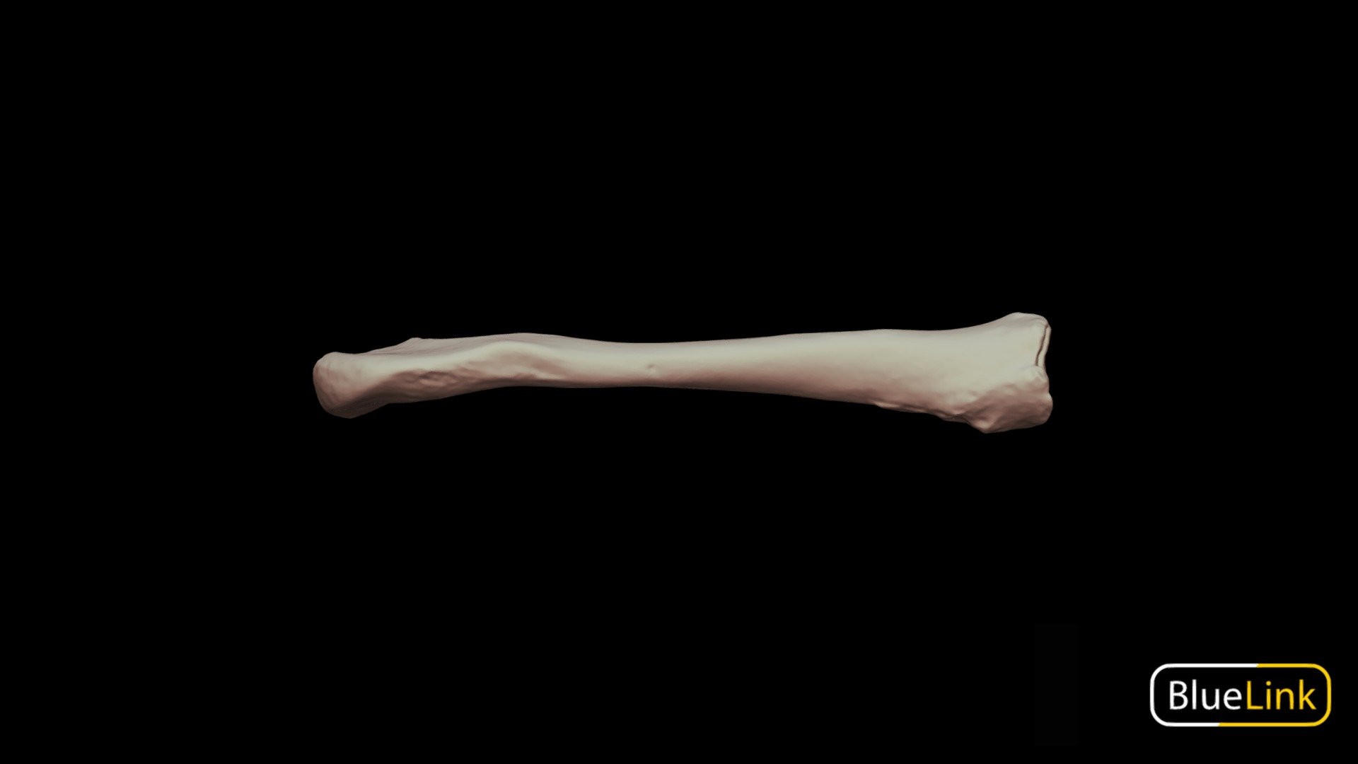 Clavicle - Right, Labeled - 3D model by Bluelink Anatomy ...