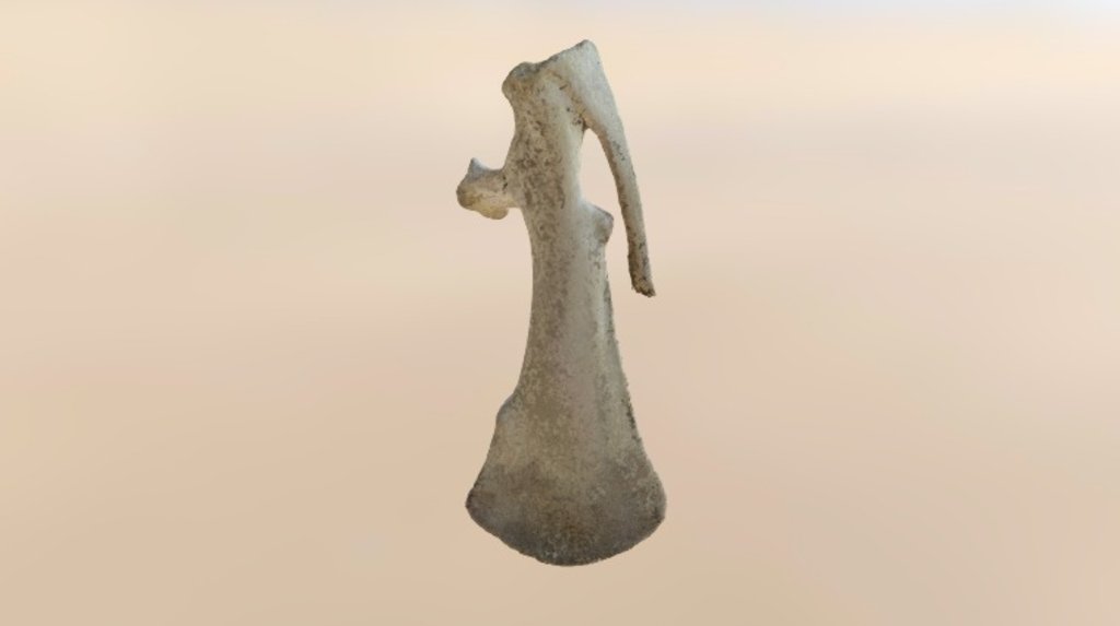 Turkey Ischium & Pubis, Right (VCU_3D_1003) - Download Free 3D model by ...