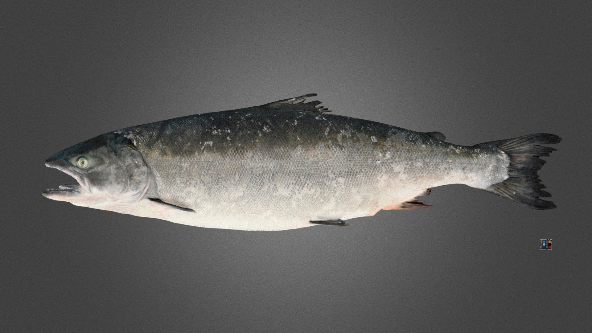 サクラマス Masu Salmon, Oncorhynchus masou masou - Download Free 3D model by ...
