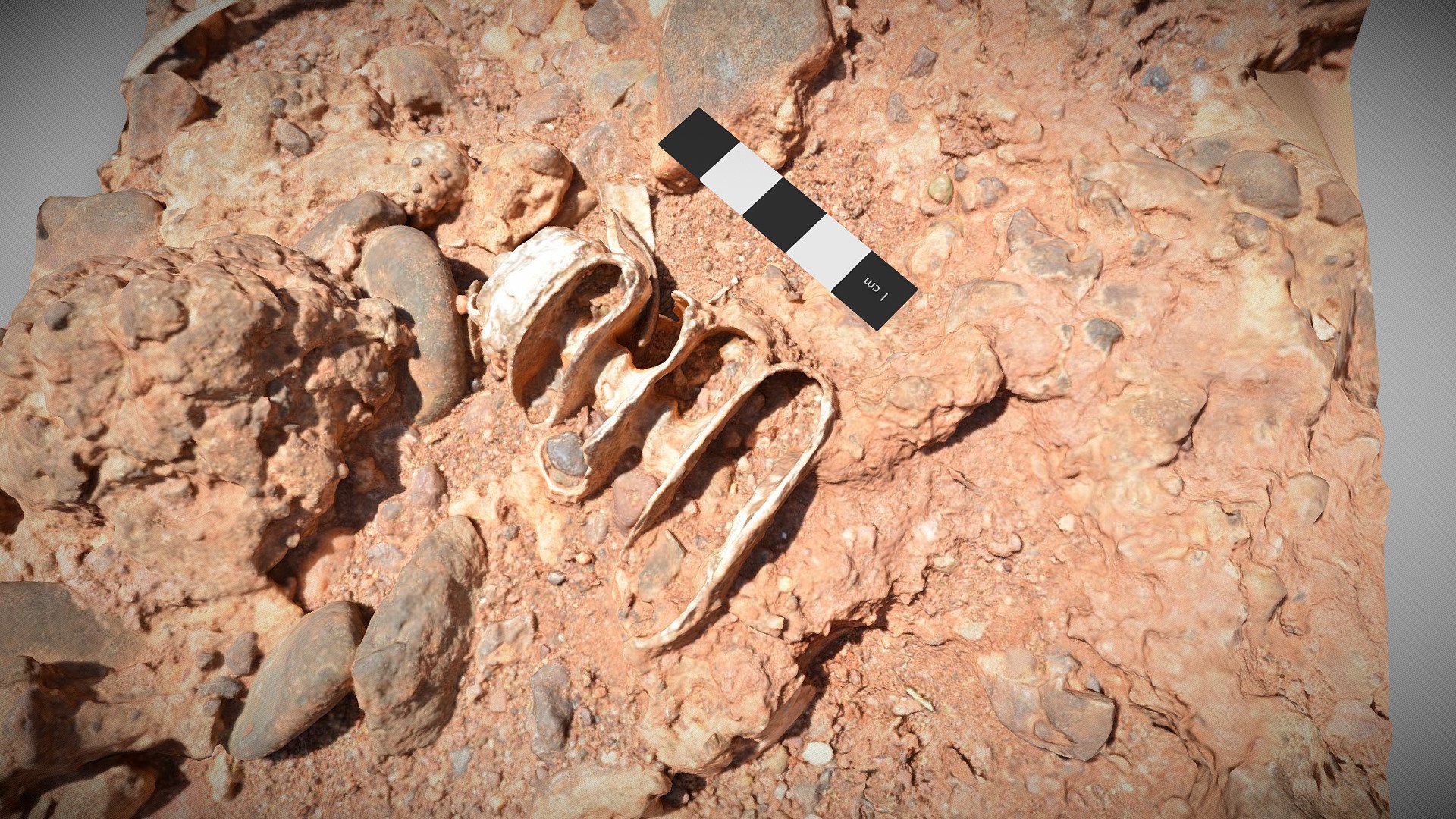 Telescopium sp. fossil (Telescope snail) - 3D model by UQ School of ...