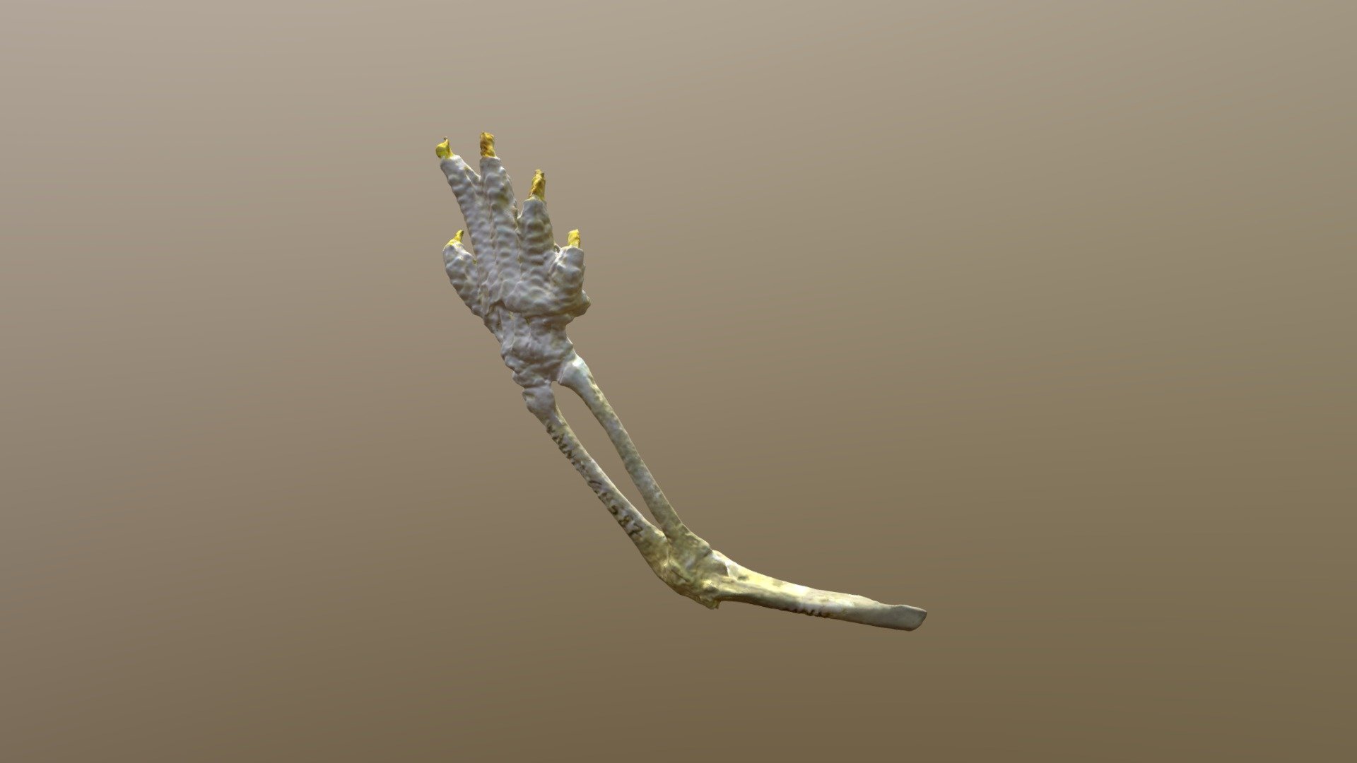 Bearded Dragon Arm (VCU_3D_4000) - Download Free 3D model by Virtual ...