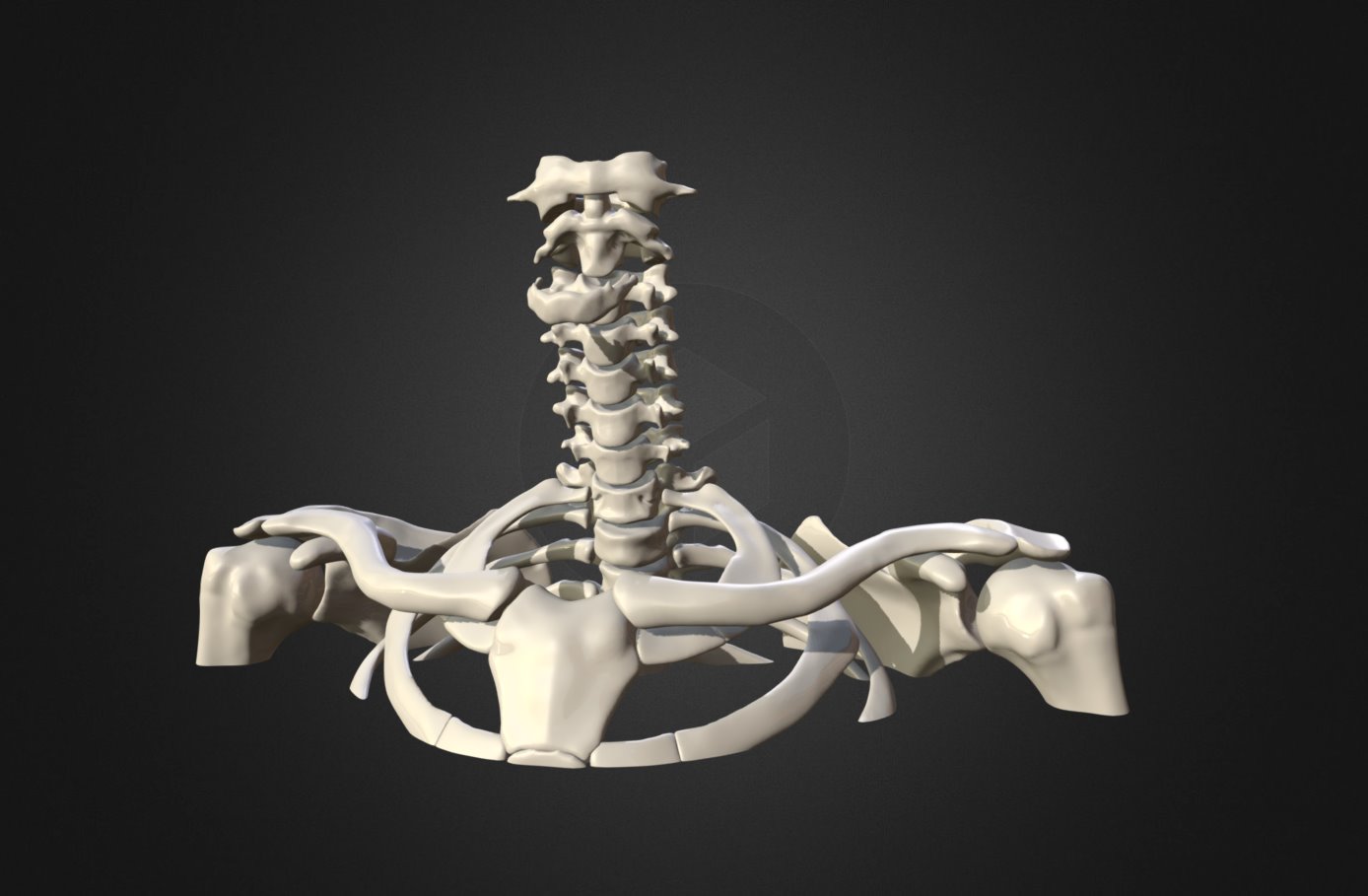Neck - 3D model by Anatomy Next (@a4s) [6cec8a2] - Sketchfab