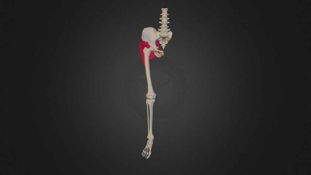 muscle - A 3D model collection by yukiharu3064 - Sketchfab