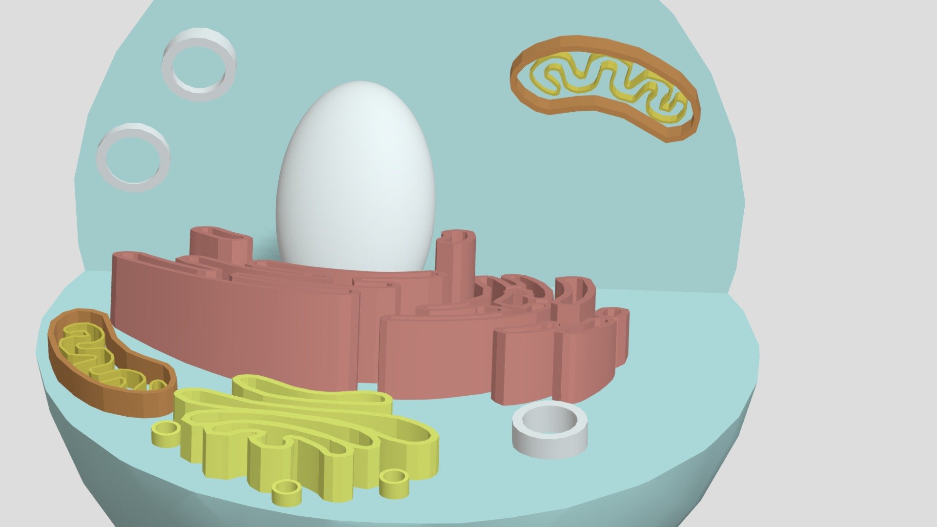 ANIMAL CELL - 3D model by hamzarajpoot [6cefcbb] - Sketchfab