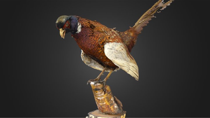 Pheasant 3D models - Sketchfab