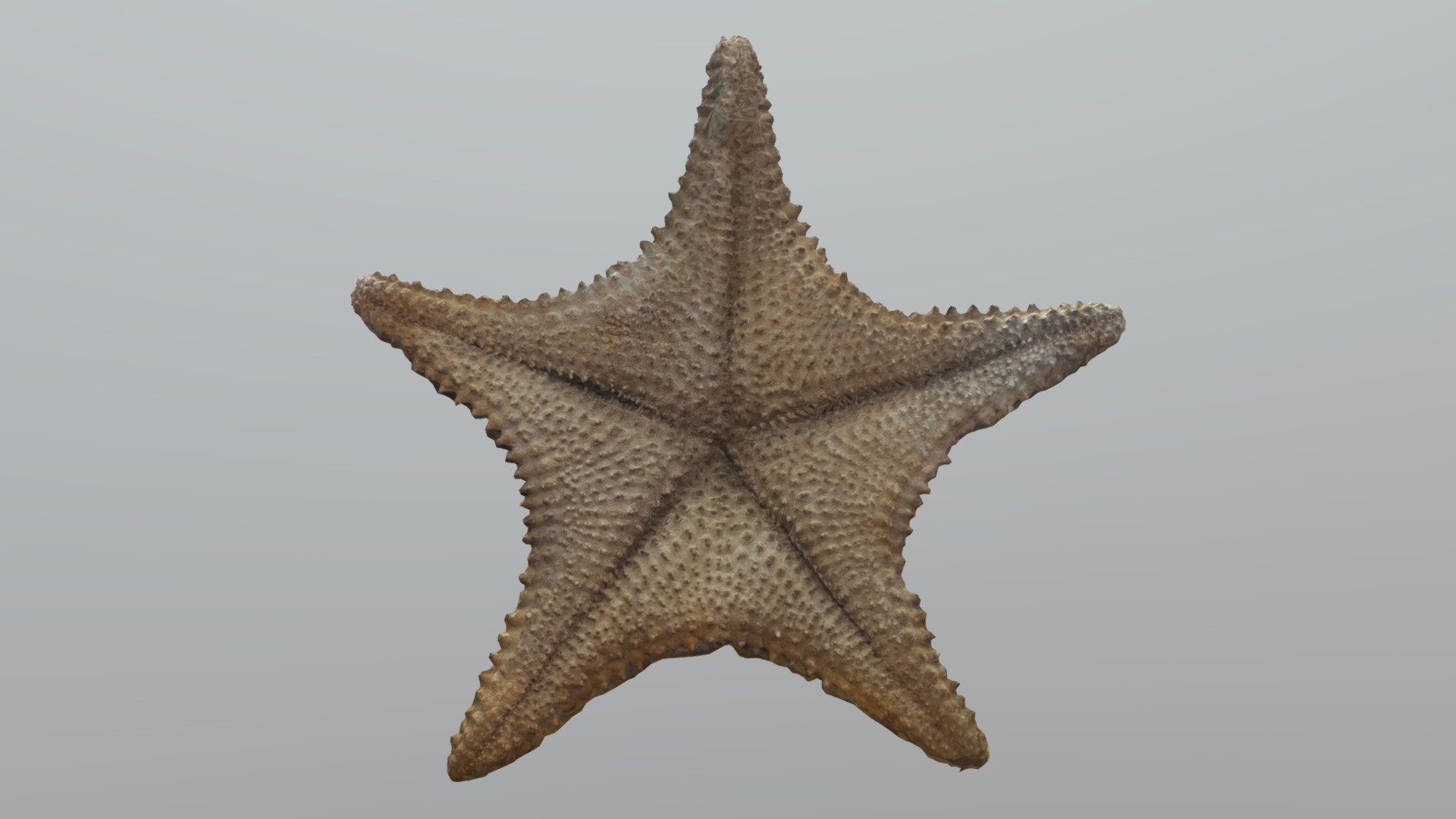 Etoile Mer 2 - Download Free 3D model by Tavernier Amaury (@svtavernier ...