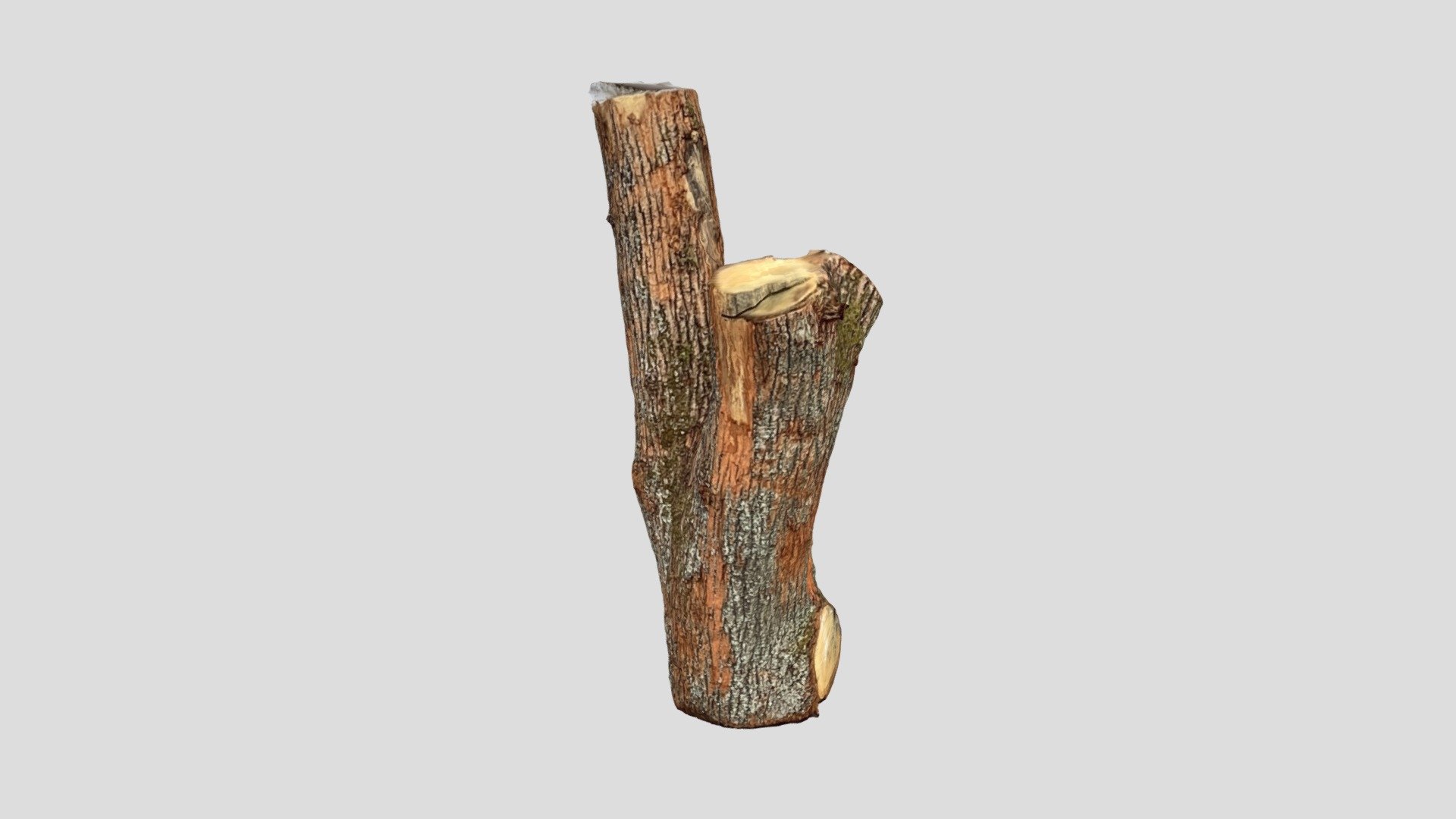 Tree trunk - Download Free 3D model by trinwest [6cfcc7a] - Sketchfab