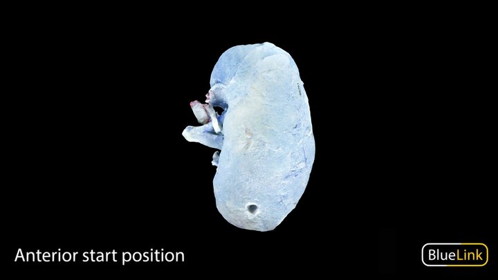 Dissection 3D models - Sketchfab