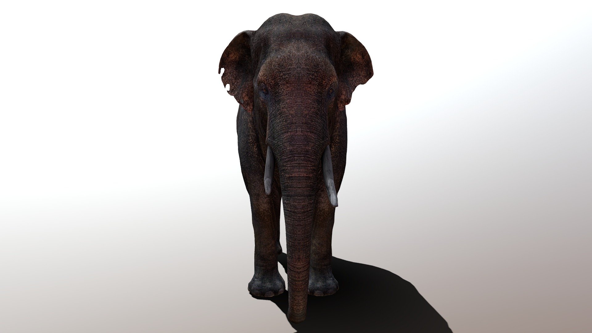 india elephantf - Download Free 3D model by mamont nikita ...