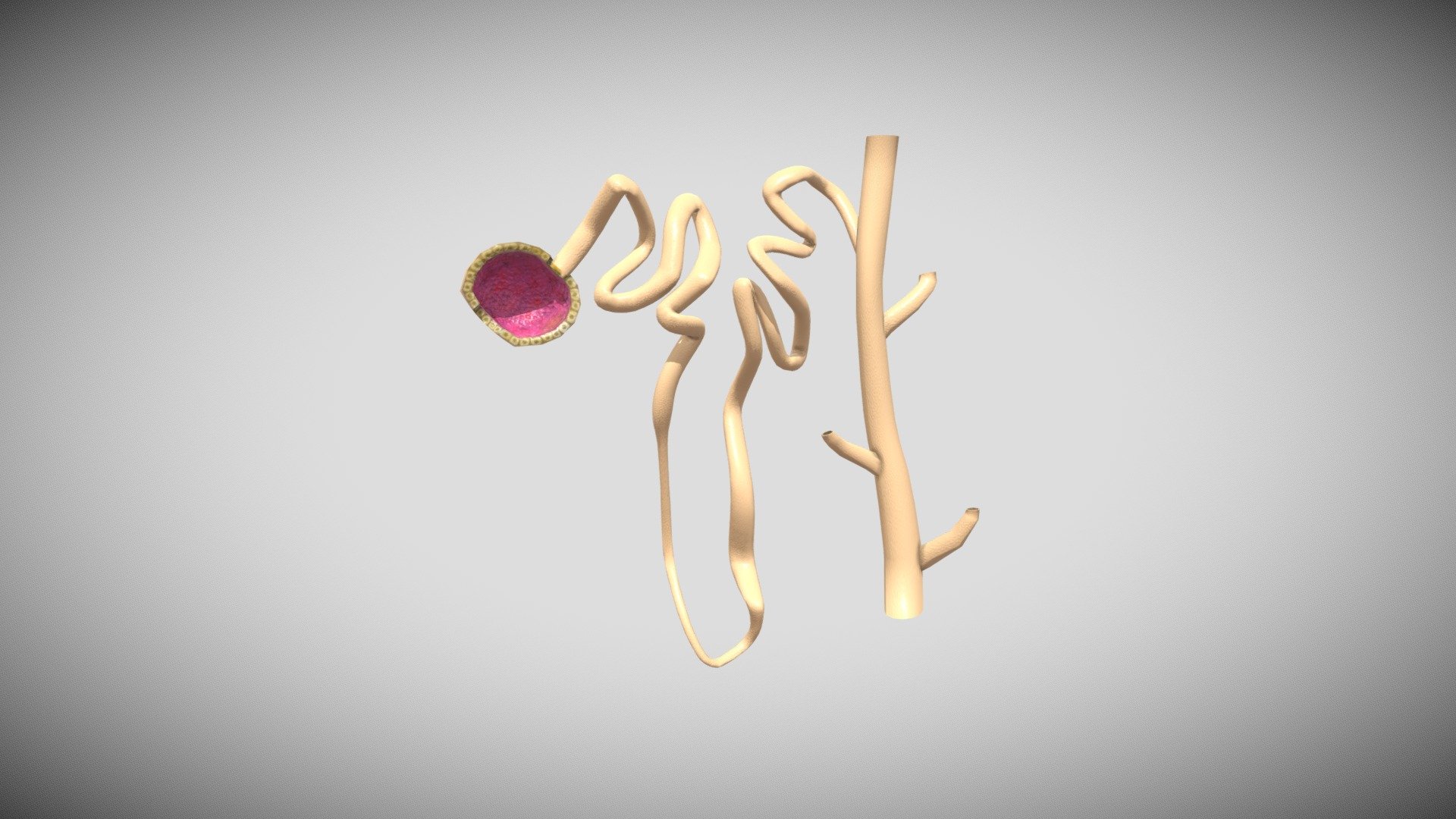 Nephron - 3D model by jalbertson3d (@jonalbertson) [6d01e71] - Sketchfab