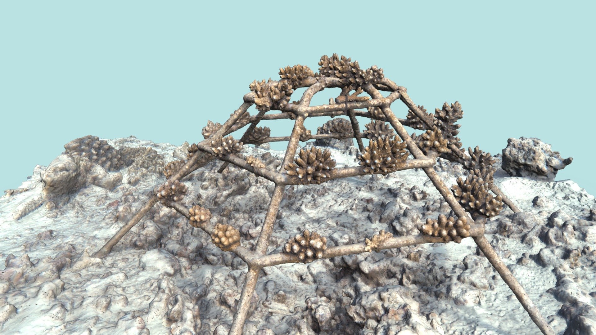 Coral Frame - 1 Year Old Fragments - 3D model by PrestonMcMahon ...