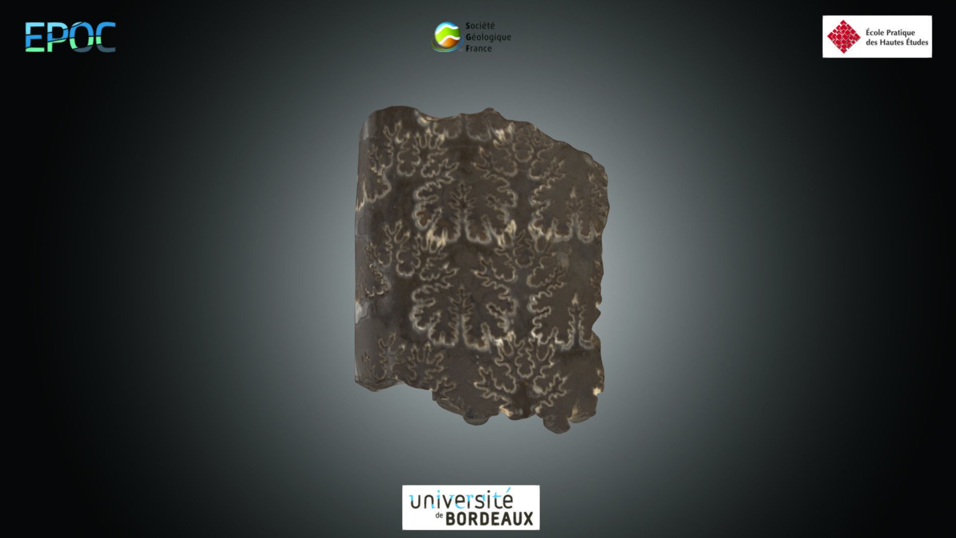 Ammonite - Baculites sp. - Download Free 3D model by Société Géologique ...