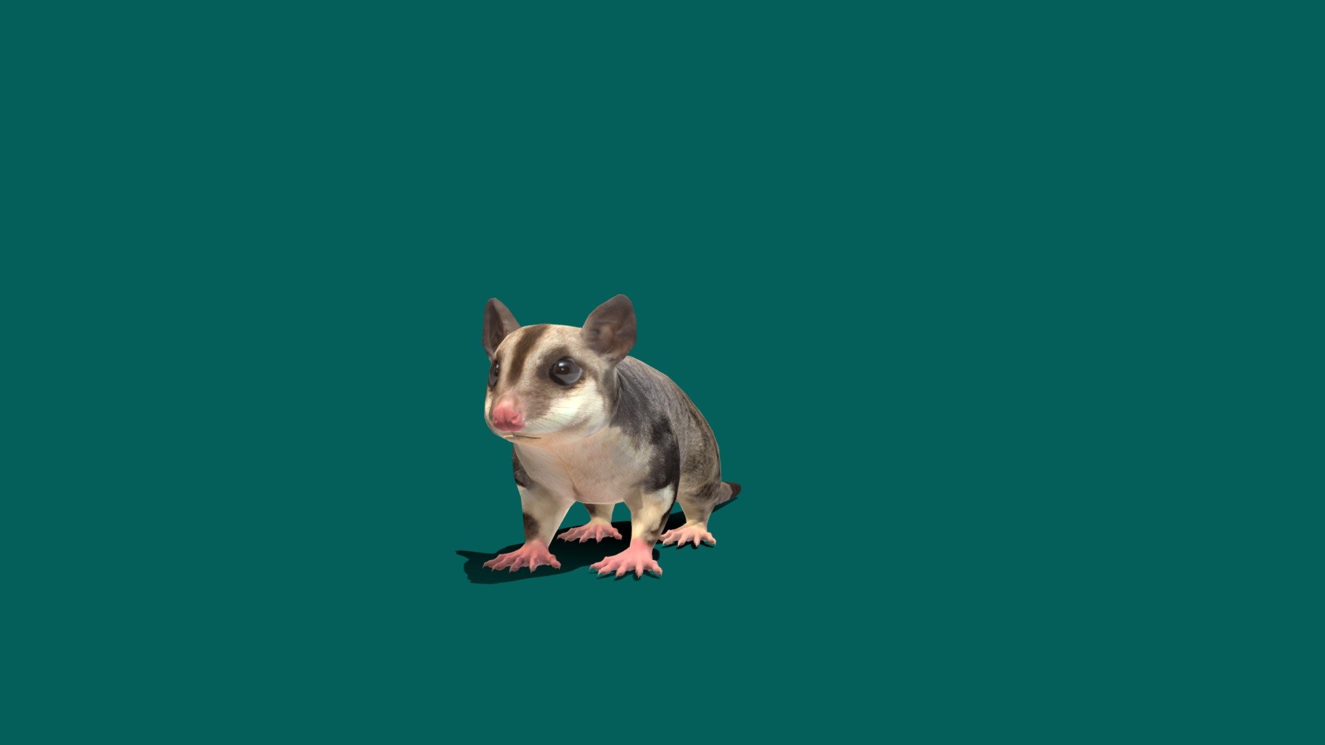 Sugar Glider (Lowpoly) - Buy Royalty Free 3D model by Nyilonelycompany ...