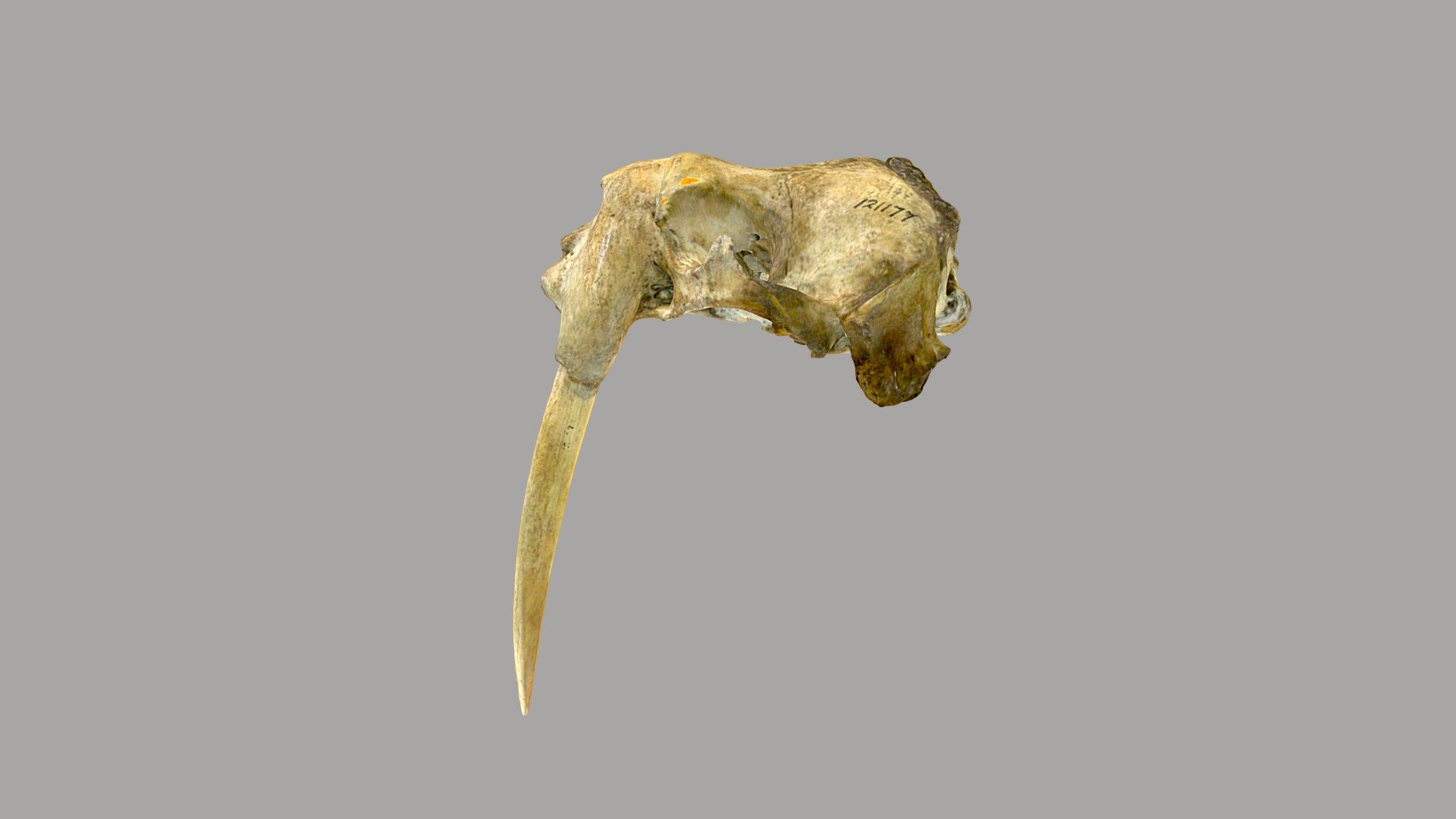Walrus cranium (female) - 3D model by 4-OCEANS Virtual Reference ...