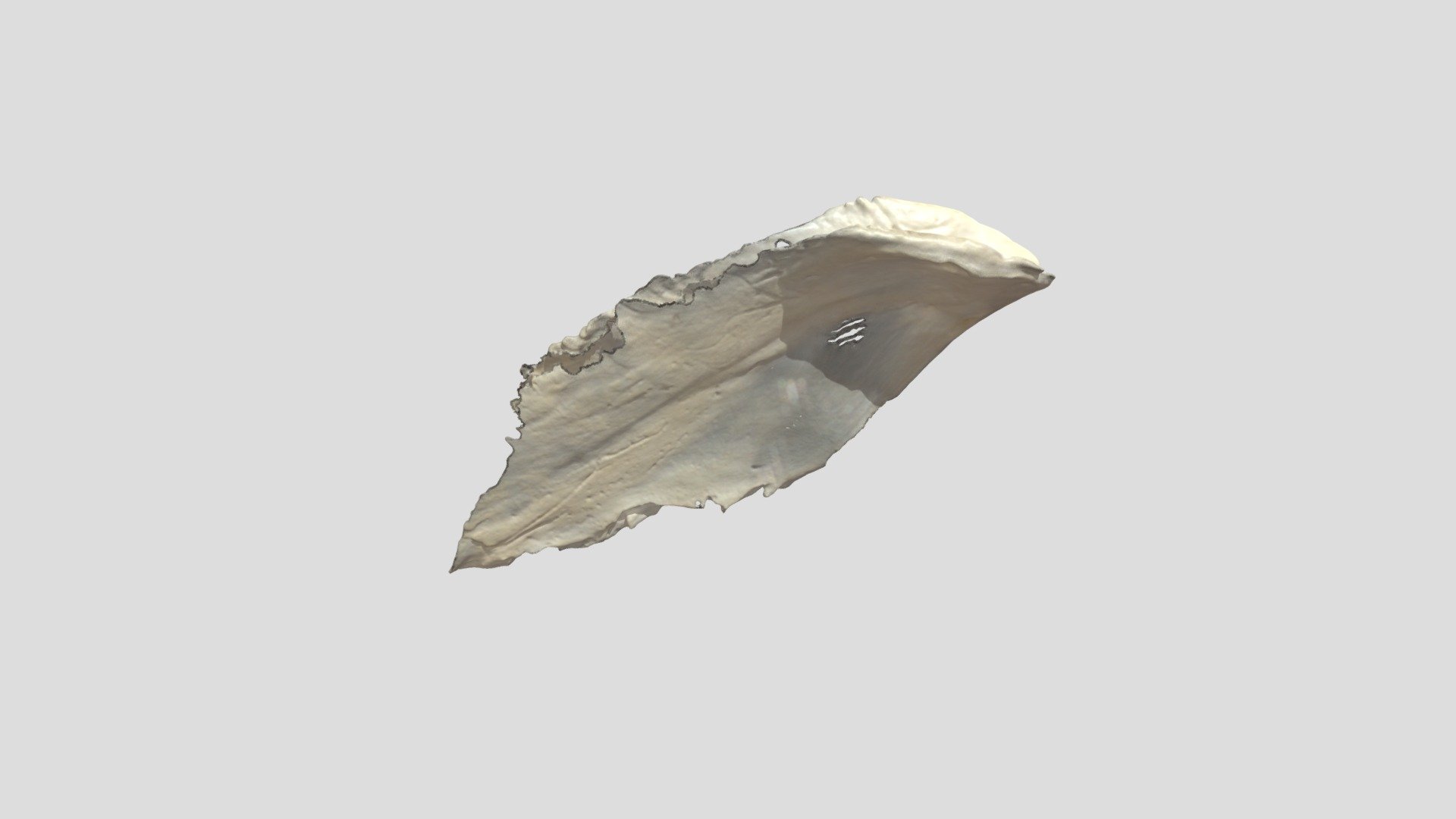 Os Vomer - 3D model by Universiteit Antwerpen (@marjanmaldoy) [6d0bb43 ...