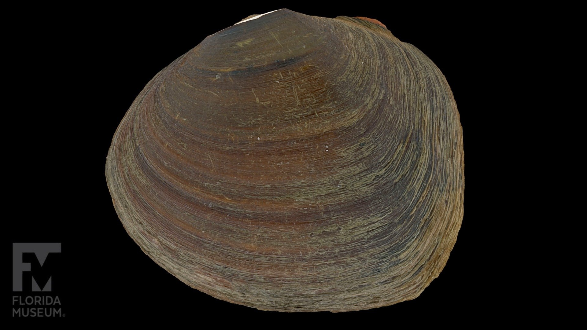 Purple Pigtoe - Freshwater Mussel - 3D model by FloridaMuseum [6d0bfef ...