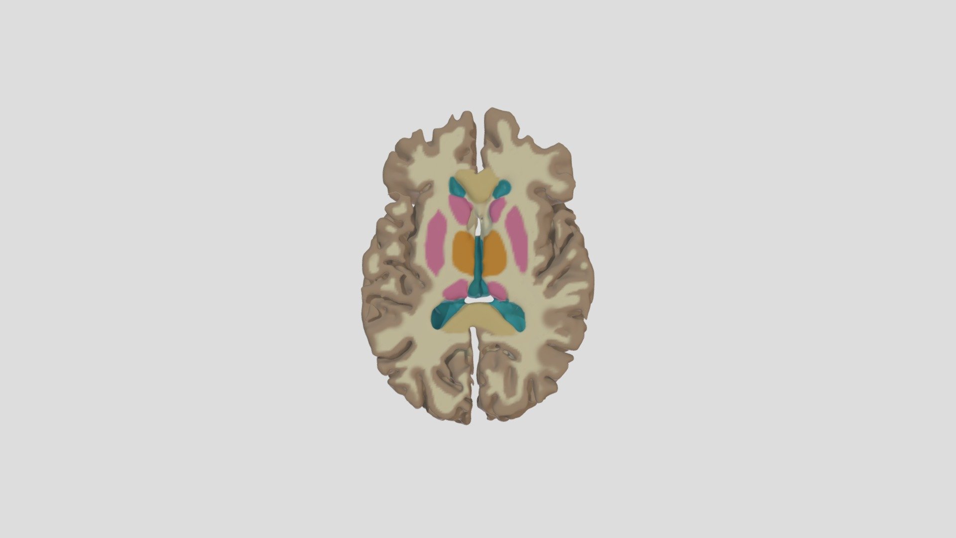 Axial Brain at the Basal Nuclei - 3D model by Anat2022 [6d0d01e ...