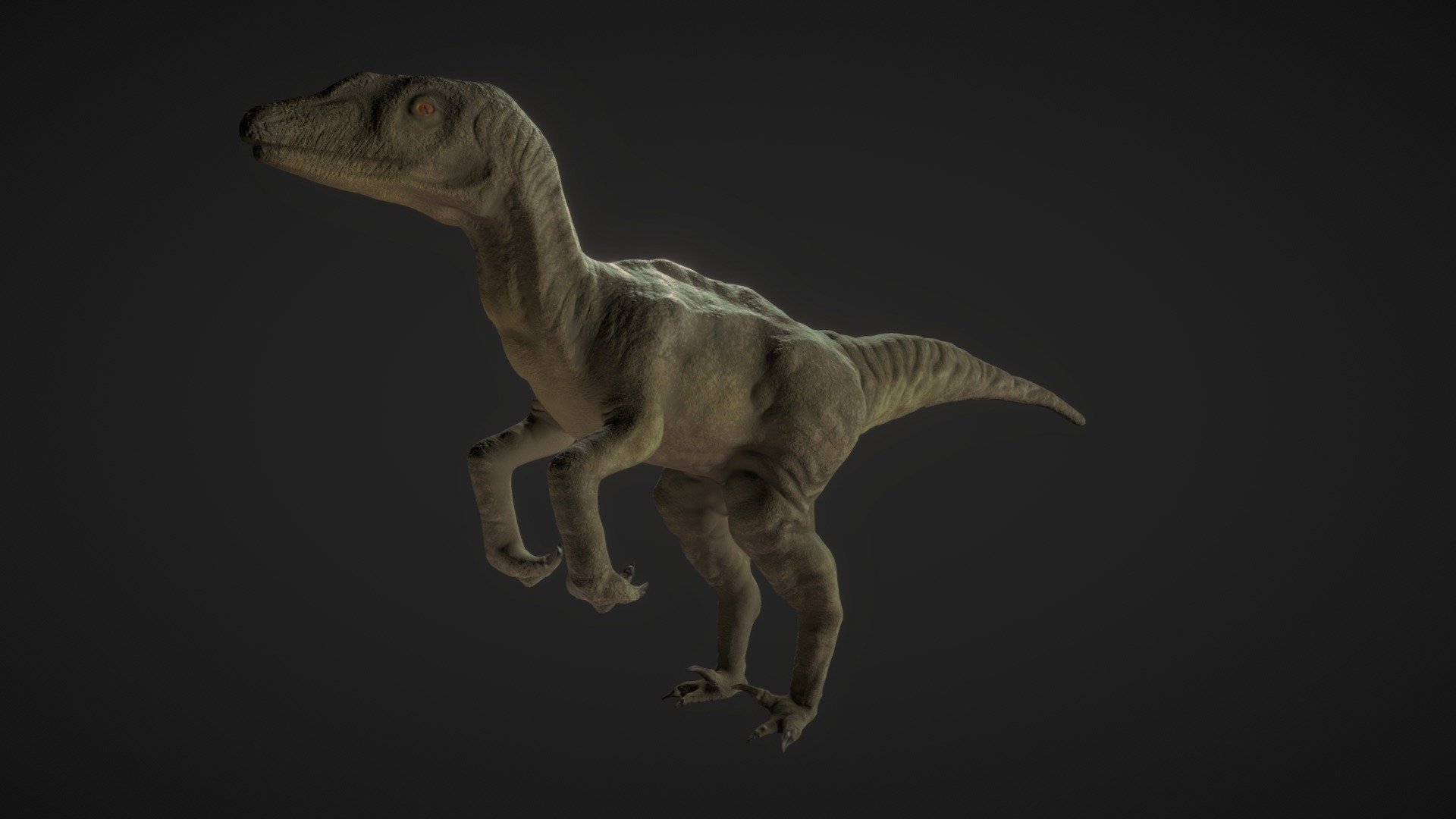Raptor - 3D model by ikrajeena [6d1048f] - Sketchfab