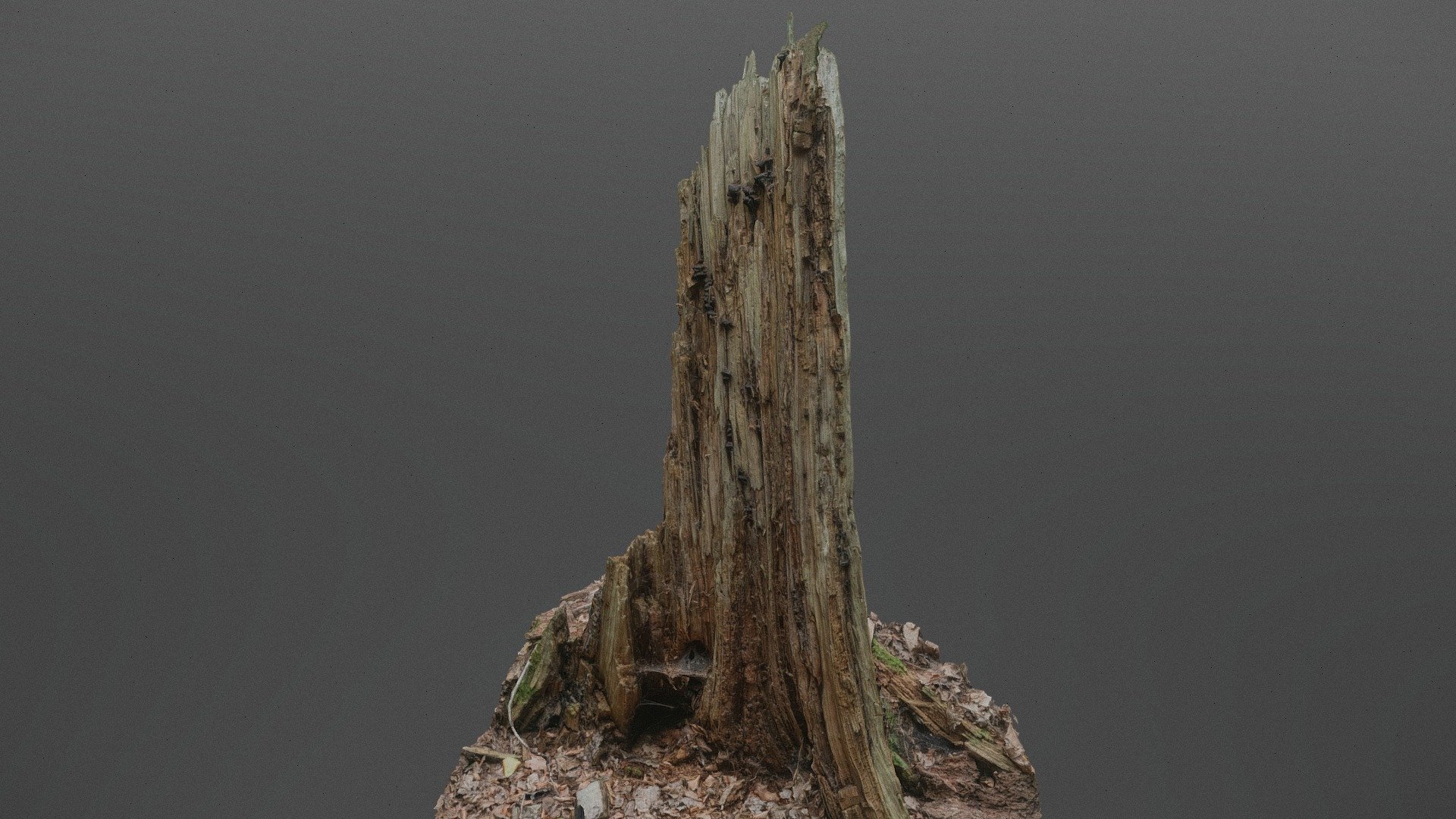 Spruce pointy stump - 3D model by axonite [6d12fe0] - Sketchfab