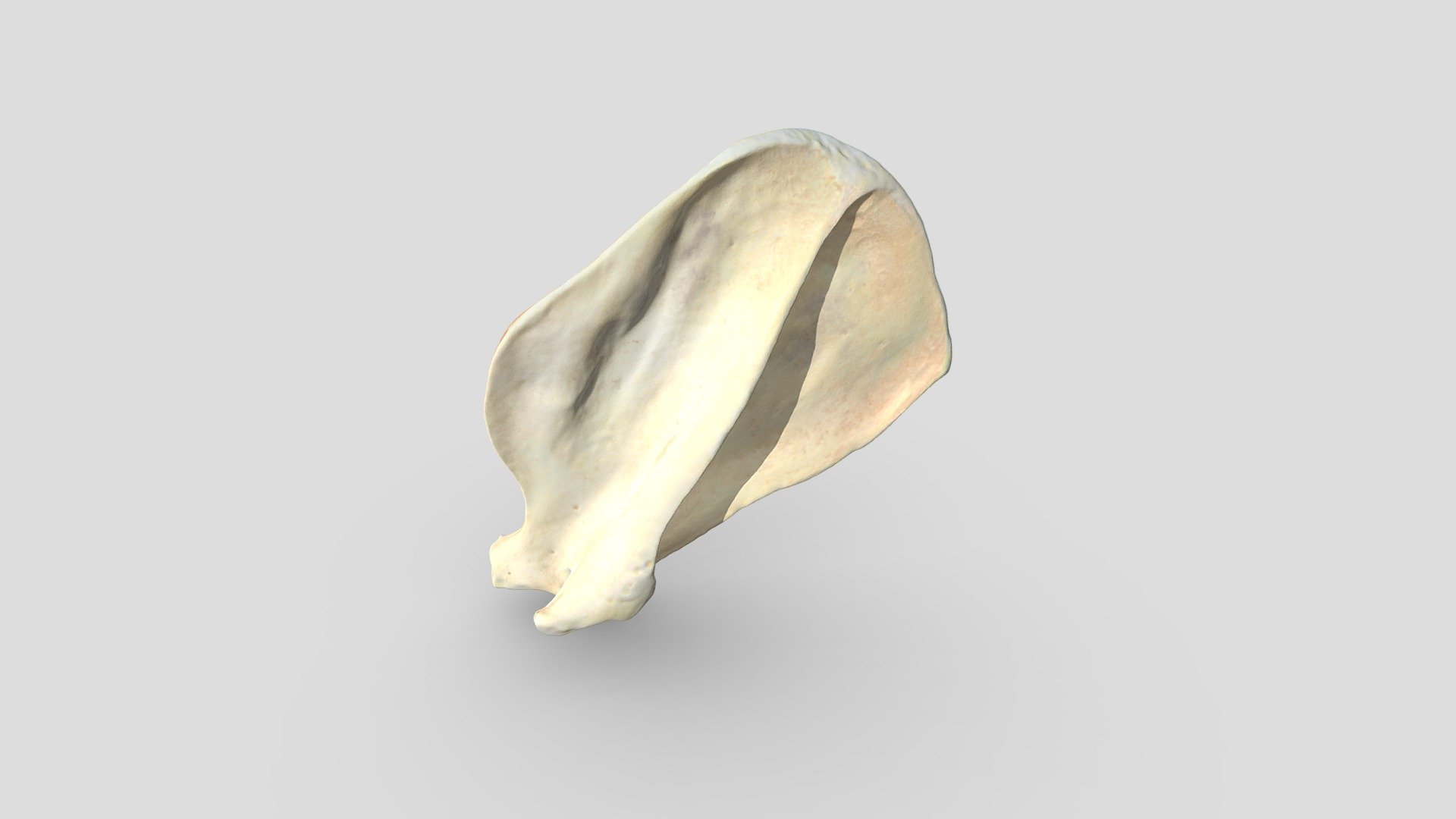 Tigris lapockacsont/Tiger scapulae - 3D model by Herman Ottó Múzeum ...
