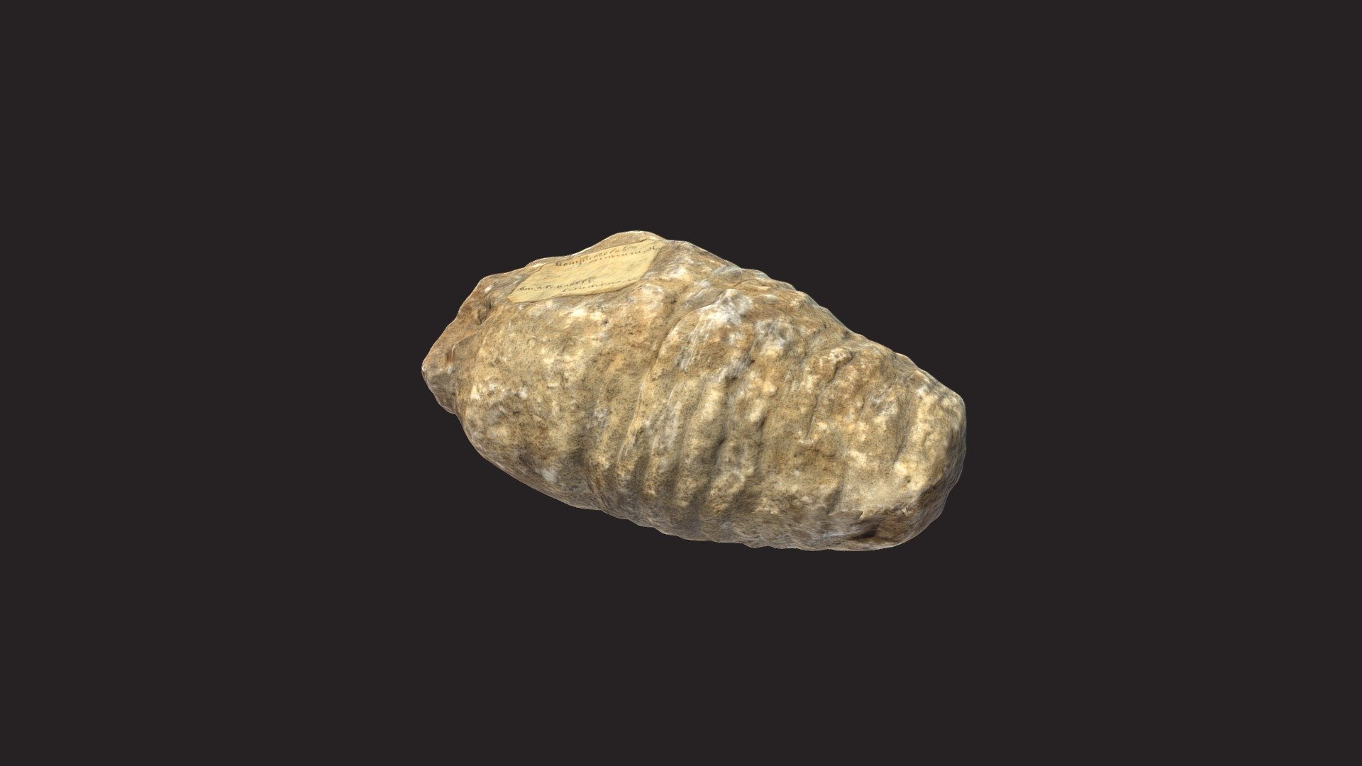 CMNH, 2937, Gomphoceras eximium Hall - 3D model by Cleveland Museum of ...