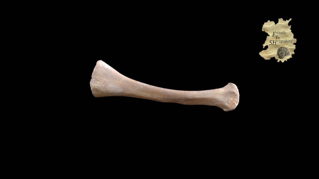 juvenille mammoth radius - Download Free 3D model by Fossils in ...