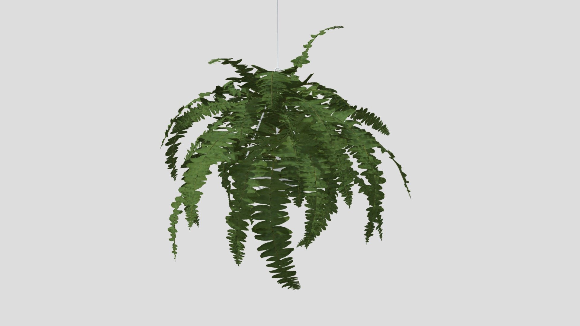 Boston Fern - 3D model by Augang_tu (@Augnag_tu) [6d199ad] - Sketchfab