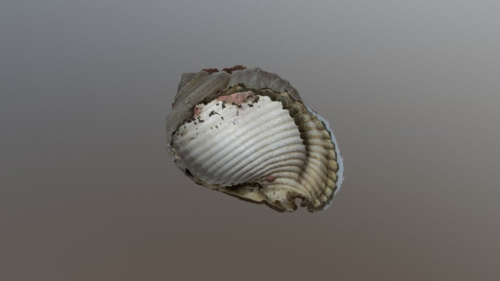 Seashell - 3D model by juancarlosmh [6d19c88] - Sketchfab