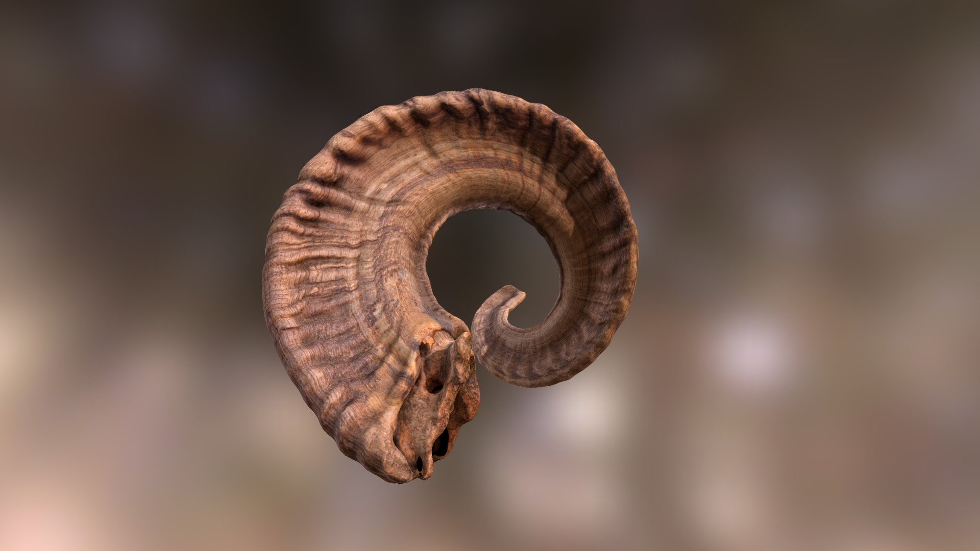 Ram Horn - Buy Royalty Free 3D model by Evgeni Yanev (@Evgeni_Yanev ...