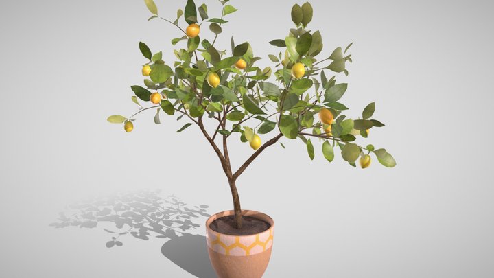 Lemon 3D models - Sketchfab