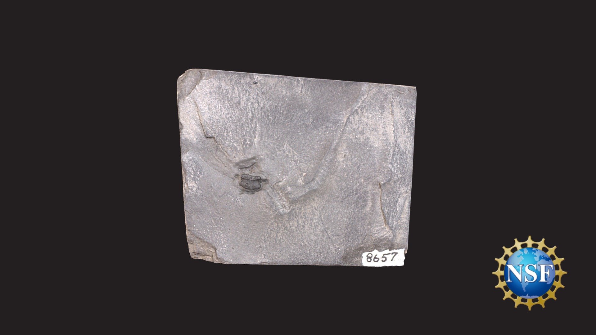 CMNH 8657, shark tooth - 3D model by Cleveland Museum of Natural ...