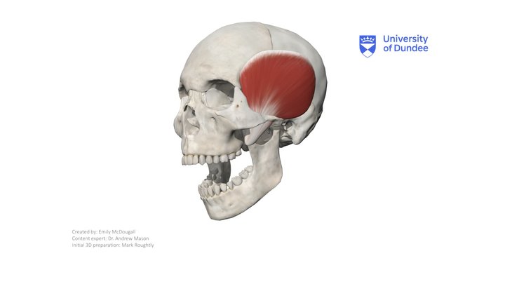 Temporomandibular Joint Movement Animation