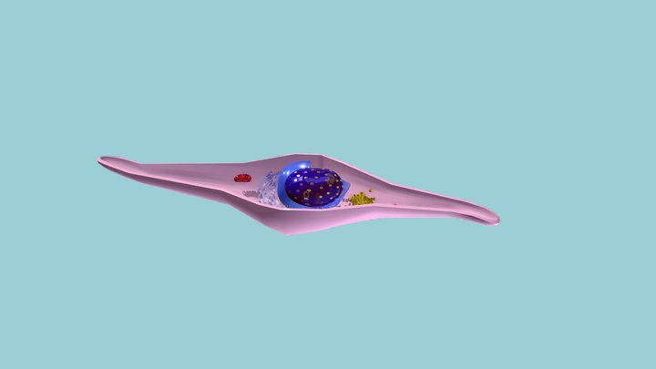 Fibroblast 3D models - Sketchfab