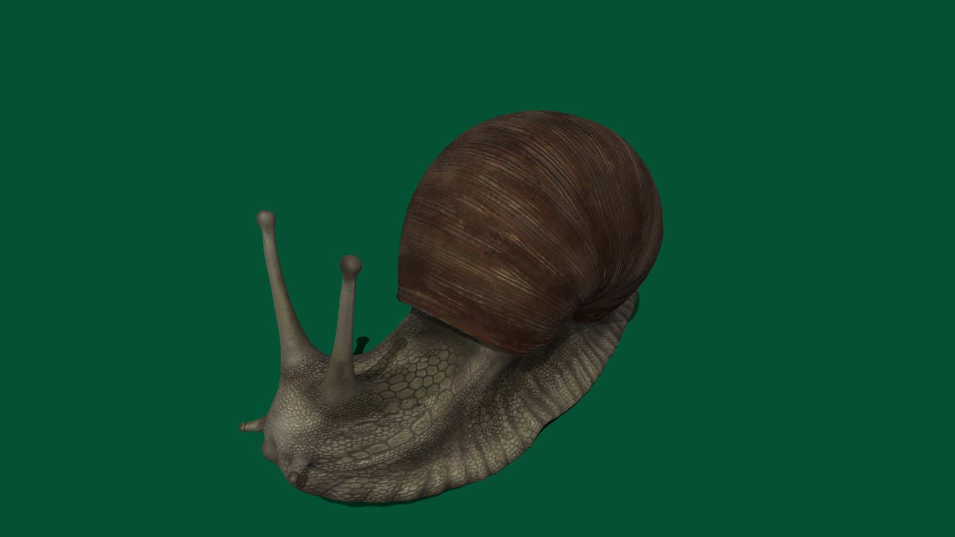 Snail (Non-Commercial) - Download Free 3D model by Nyilonelycompany ...