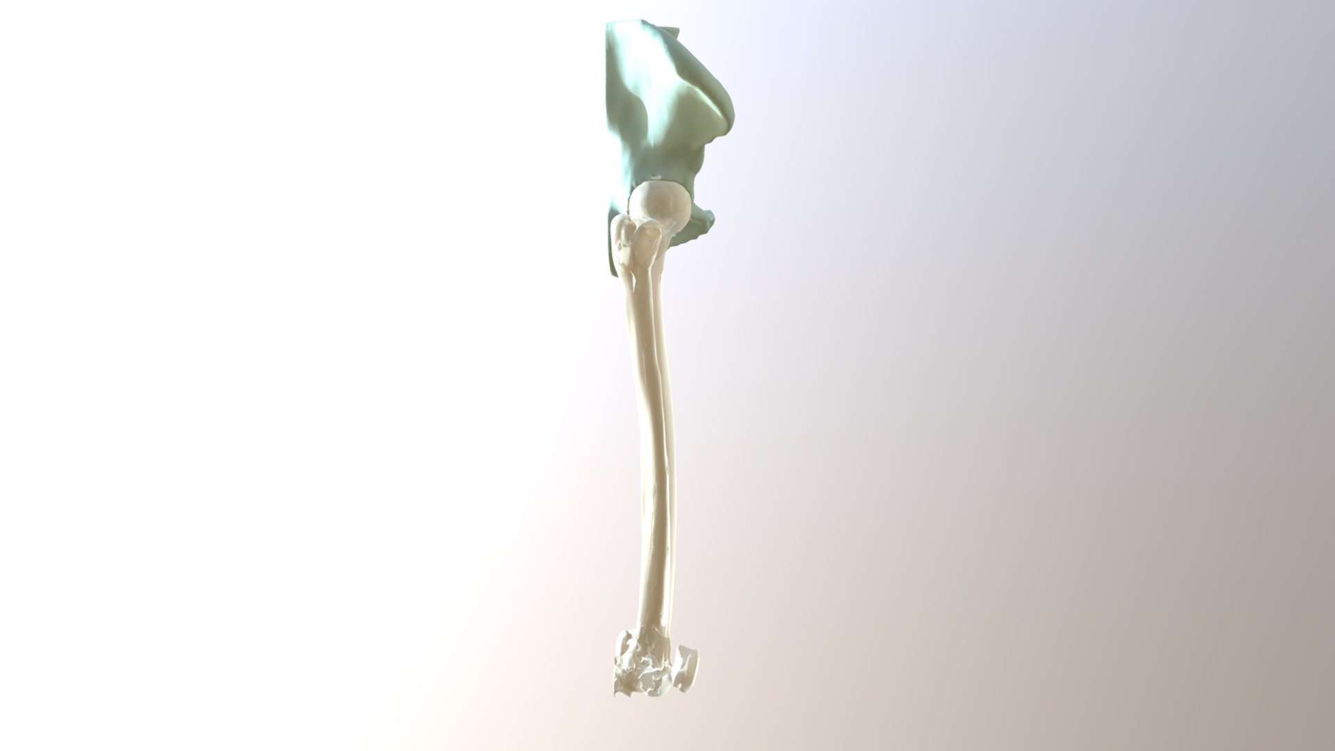 Femur and Pelvis - 3D model by ryamegan [6d3f22f] - Sketchfab