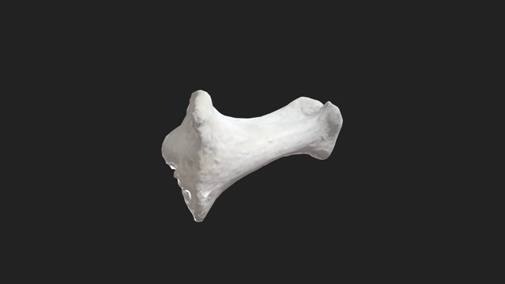 Sternum 3D models - Sketchfab