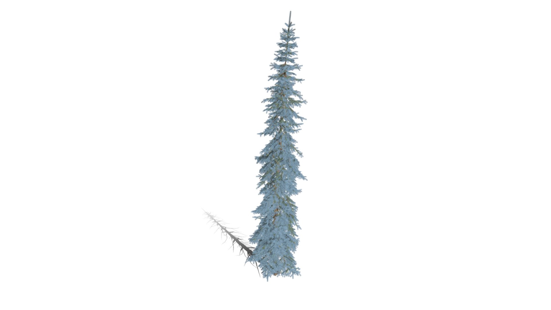 Realistic HD Colorado Blue spruce Koster (15/43) - Buy Royalty Free 3D ...