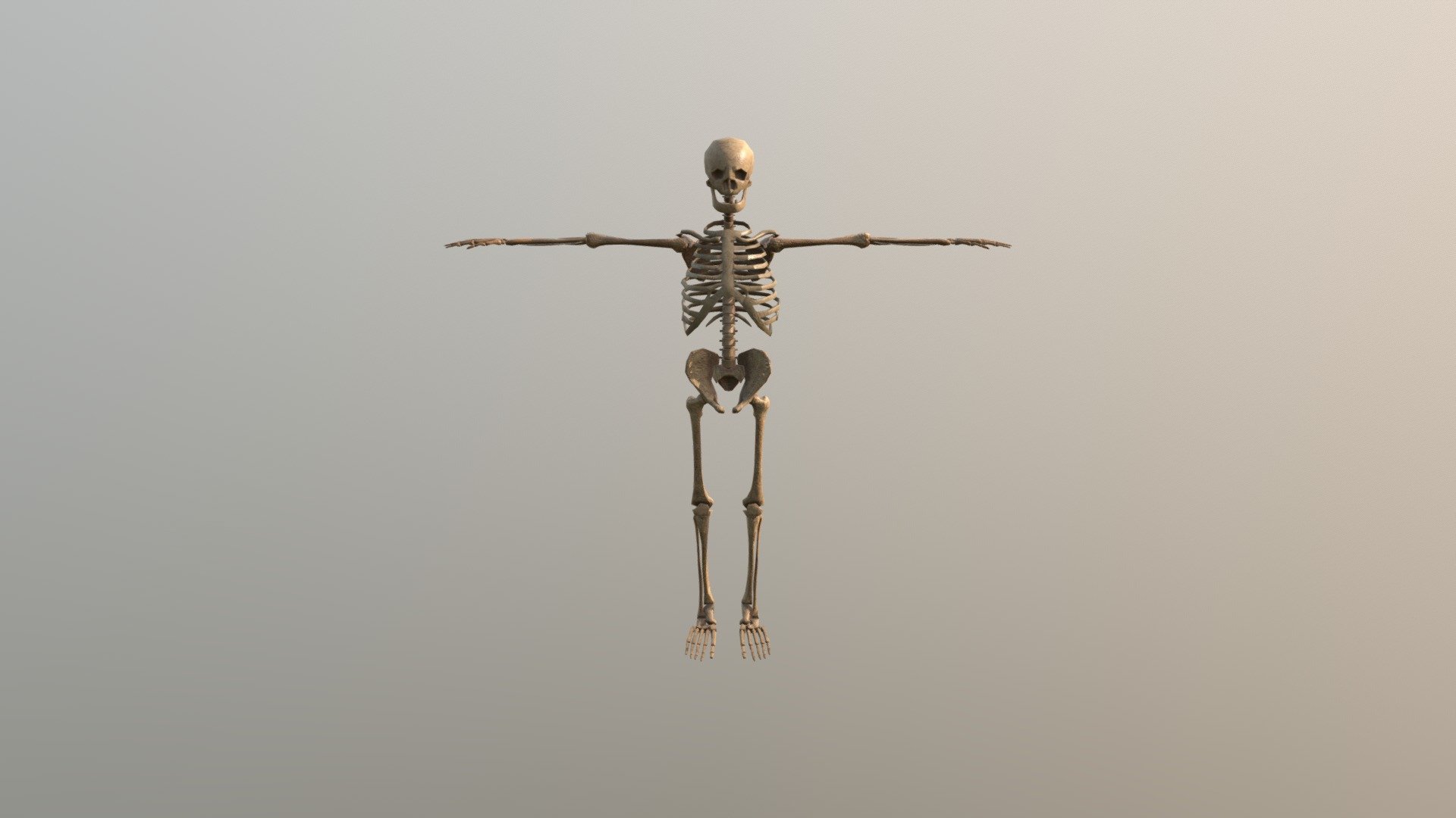 Skeleton - 3D model by Bryan_KYFU [6d50b13] - Sketchfab