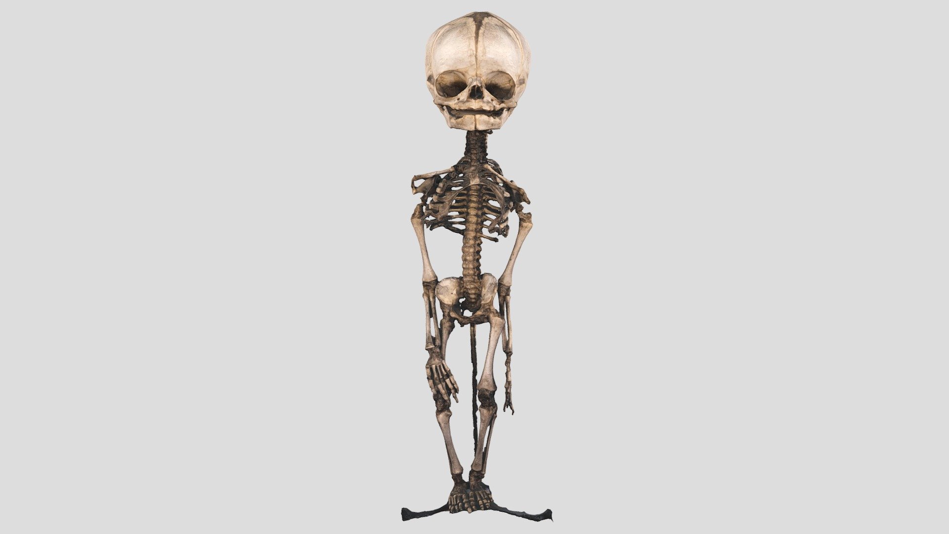 Natural Skeleton - 3D model by Museum der Universität Tübingen MUT ...