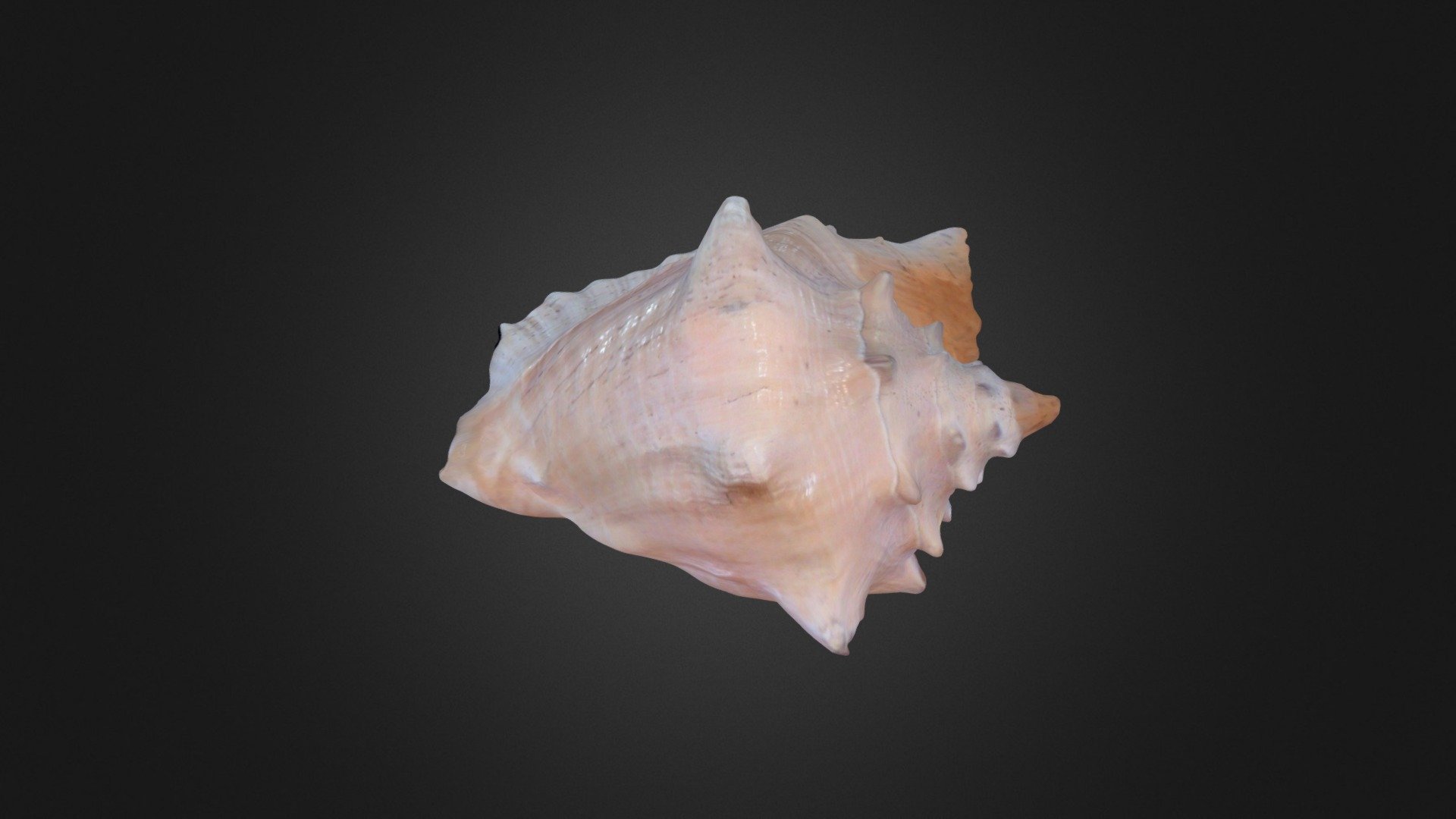 Conch Shell - Download Free 3D model by Sunny The 3D Bear ...