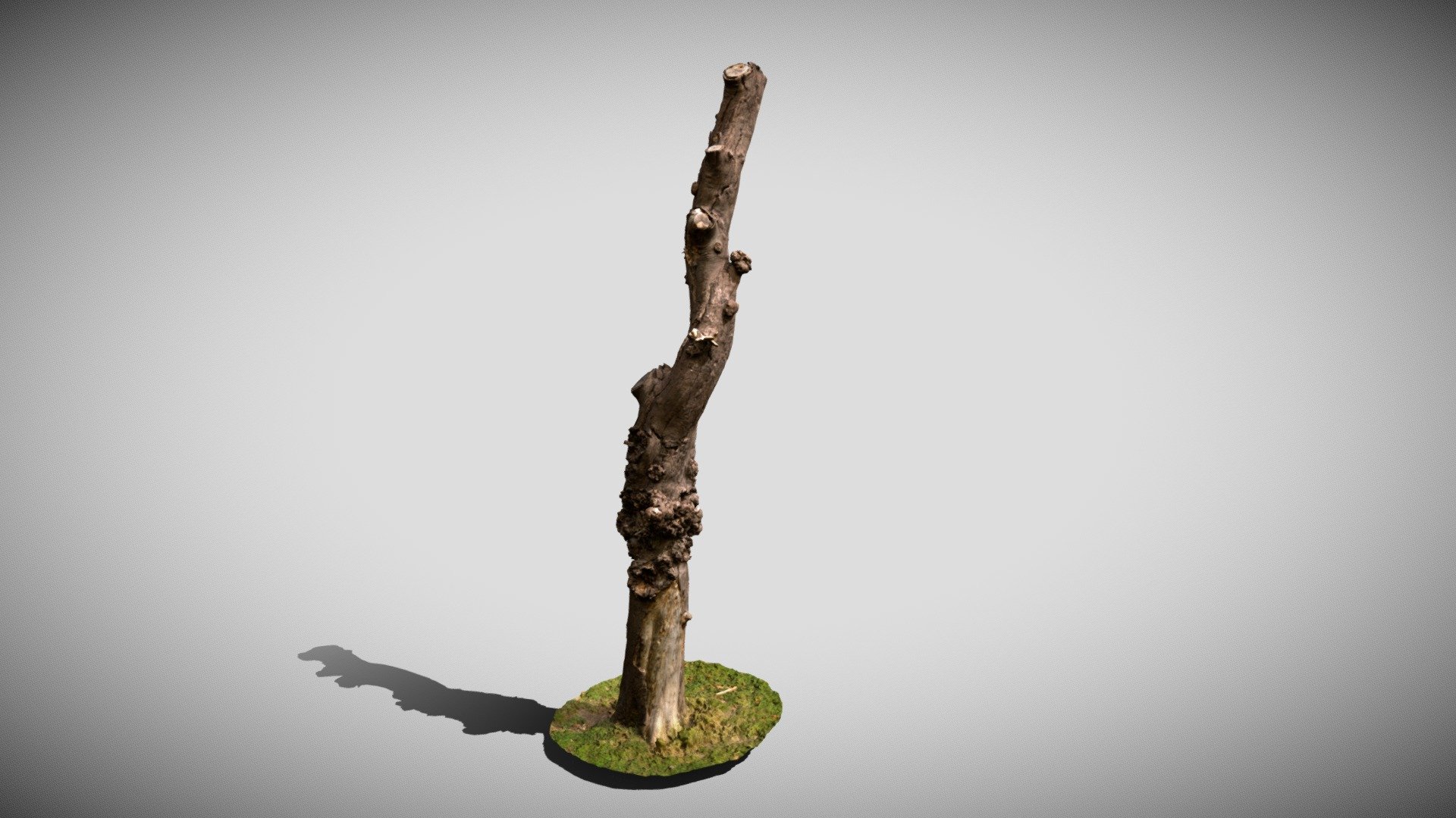 High Quality Dead Tree Tall Scan - Buy Royalty Free 3D model by Kieron ...