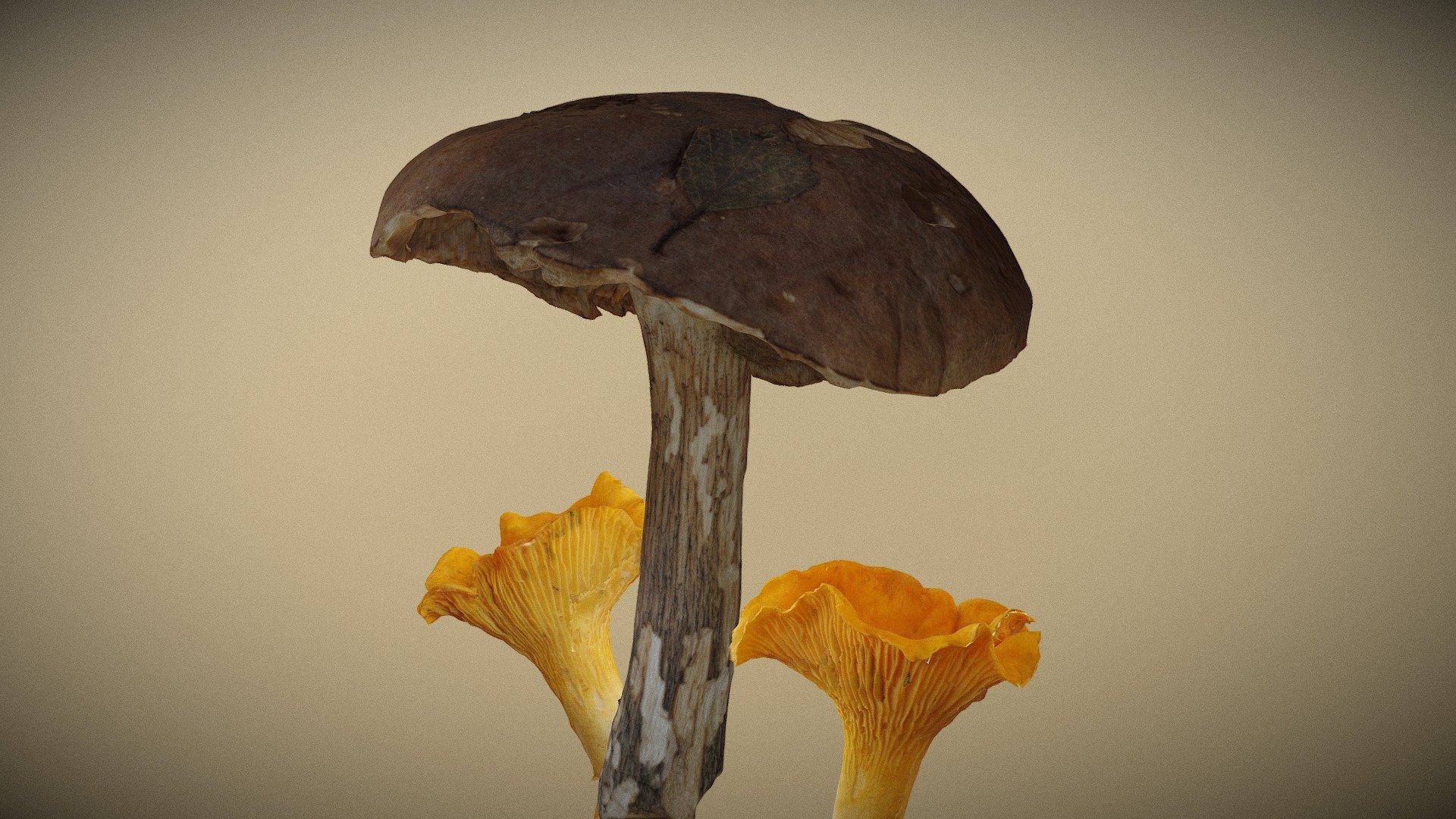 Lepsis & voveraite - Buy Royalty Free 3D model by Mantas Talmantas ...