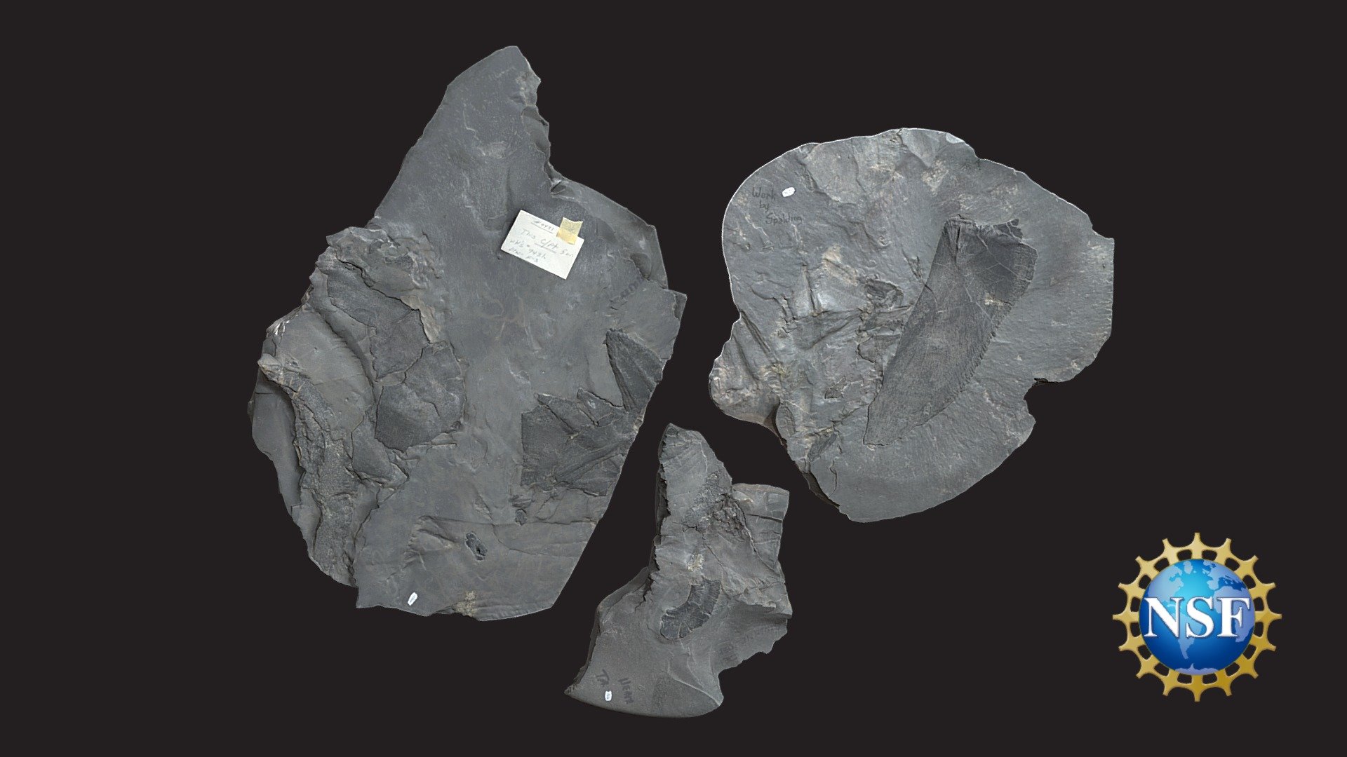 CMNH 9431, Heintzichthys gouldii - 3D model by Cleveland Museum of ...