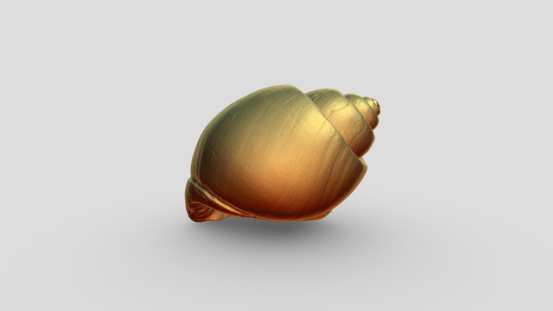 Sea Snail - Download Free 3D model by Diana Liu (@Diana123456) [6d69448 ...