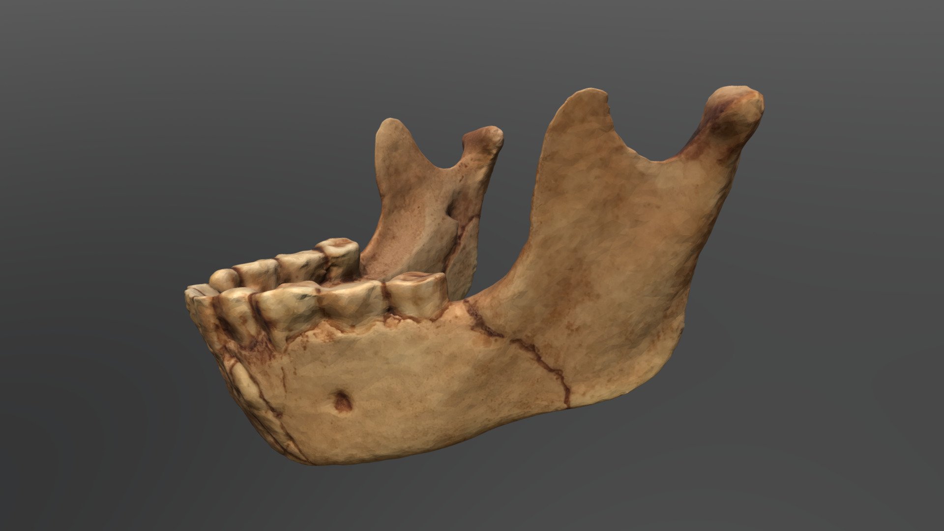 Homo neanderthalensis Mandible (Teshik- Tash) - 3D model by ...