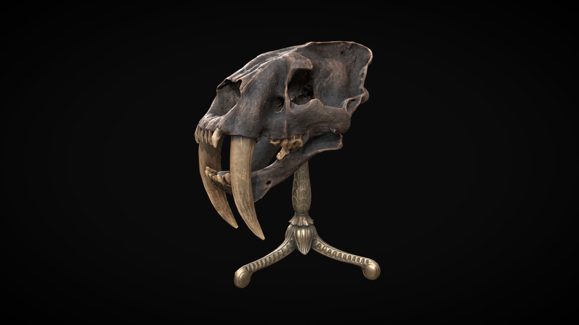Sabretooth cat skull display - Buy Royalty Free 3D model by ...