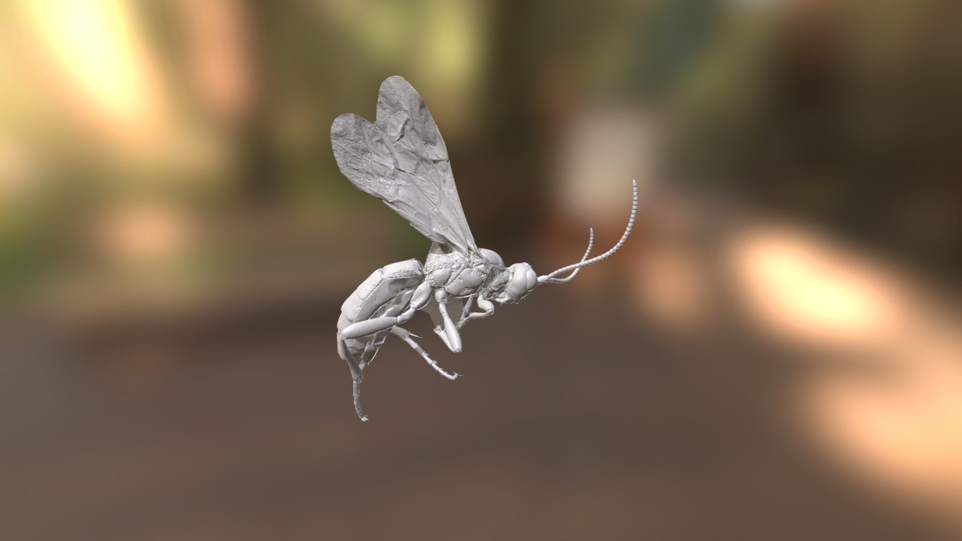 Aleiodes arnoldii - 3D model by mikaeel.ps [6d6f9b8] - Sketchfab