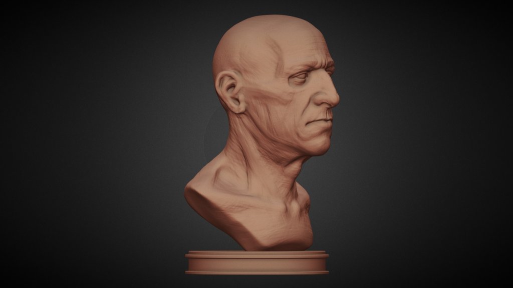 Head Architecture - A 3D model collection by tymimagem - Sketchfab